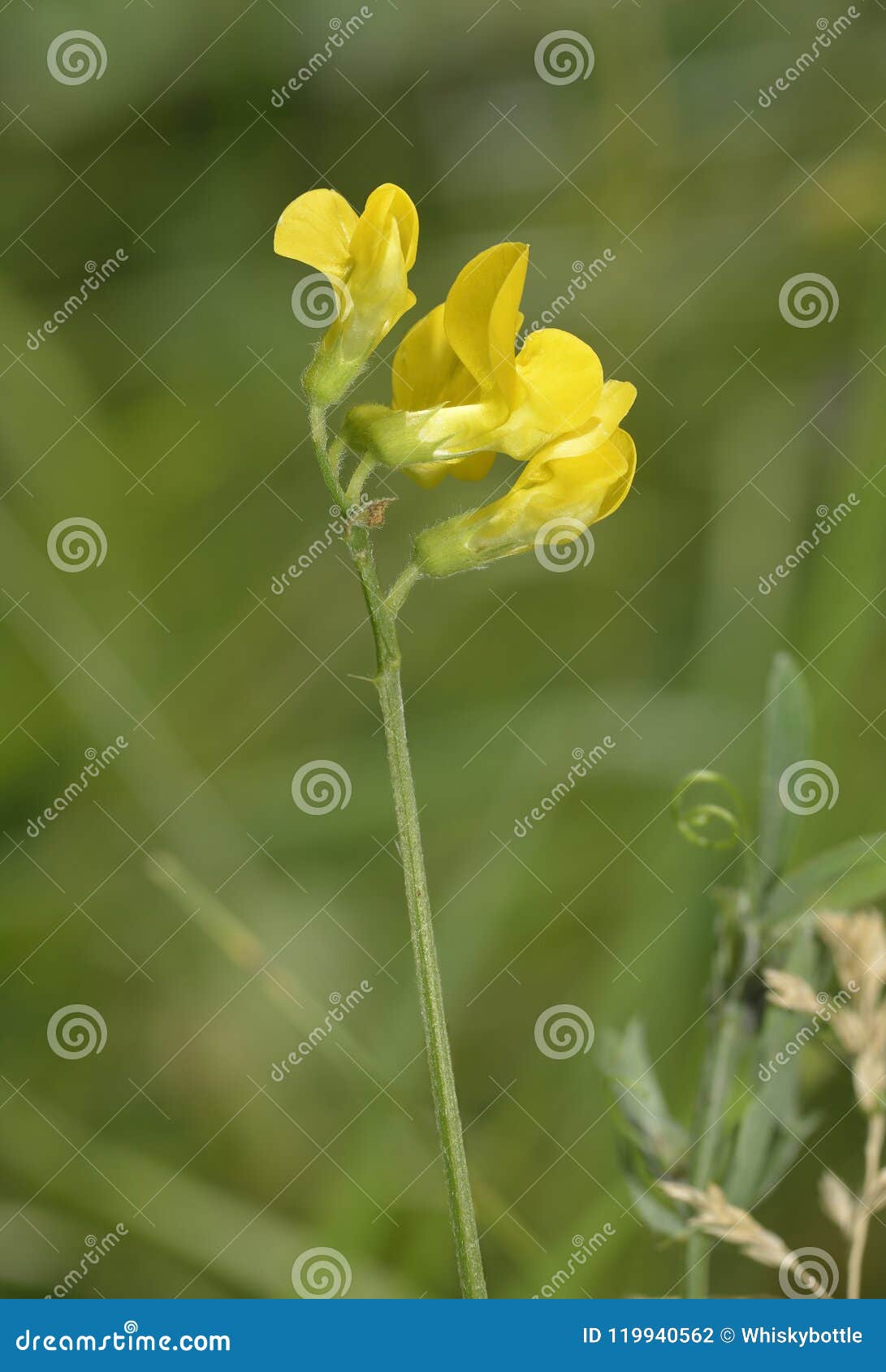 Gesse sauvage photo stock. Image du sauvage, britannique - 119940562