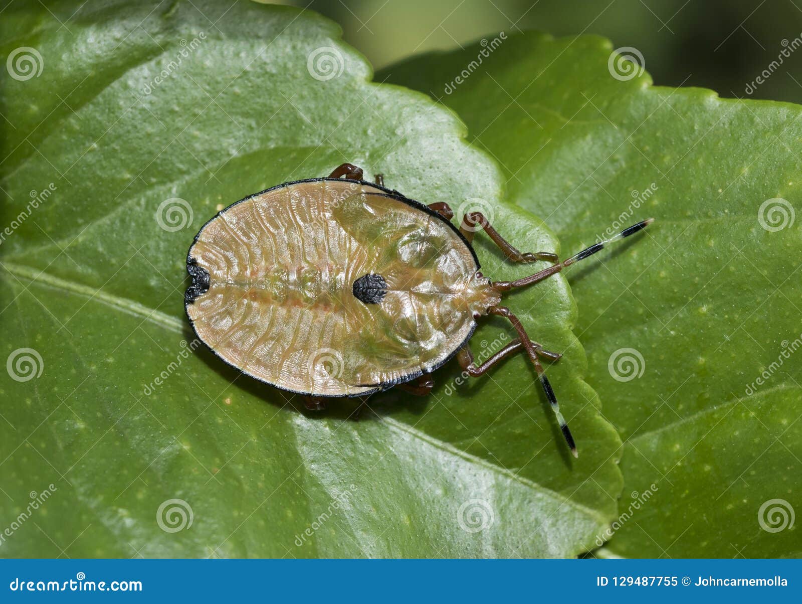 Gestankwanze Oder Orange Bronzewanze Stockbild - Bild von baum, plage ...