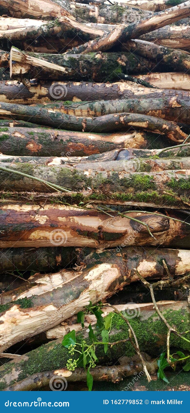 Gestapelde Boomstammen Over Stock Foto - Image of boomstammen, boom ...