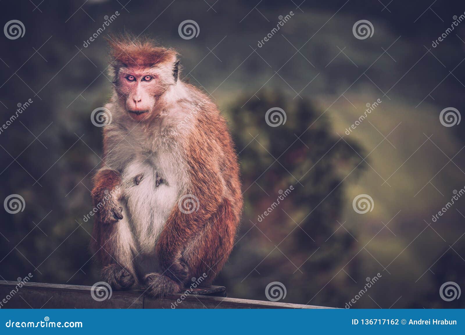 Gestemd Beeld Van Enge Aap Met Rode Ogen Die in De Camera Letten Op ...