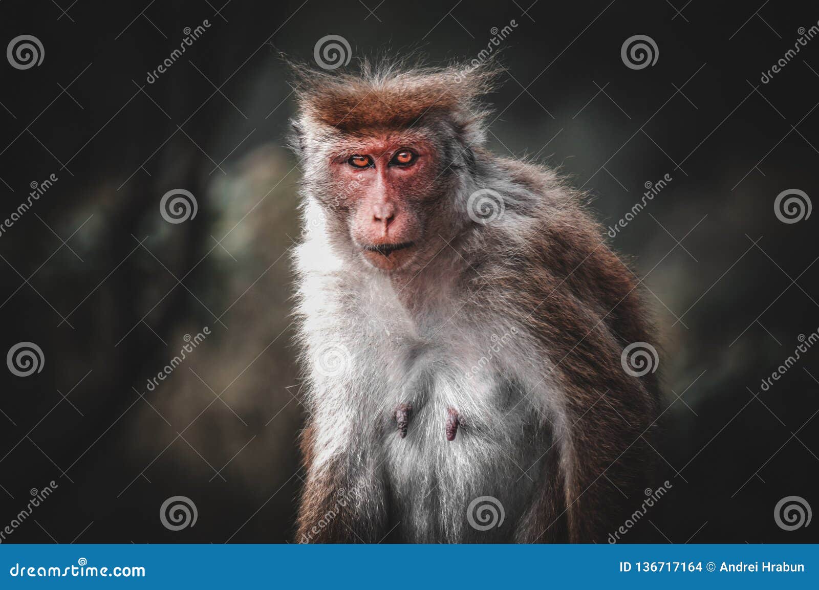 Gestemd Beeld Van Enge Aap Met Rode Ogen Die in De Camera Letten Op ...