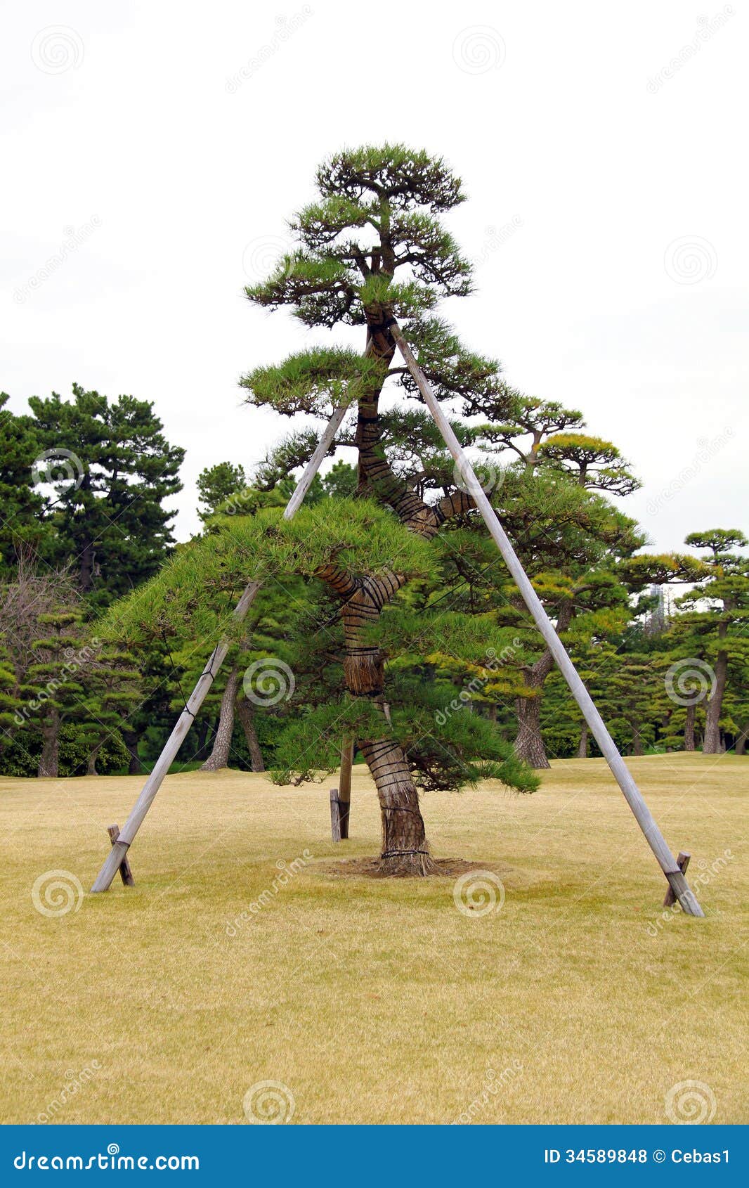 Gesteunde oude boom stock foto. Image of groen, staaf - 34589848