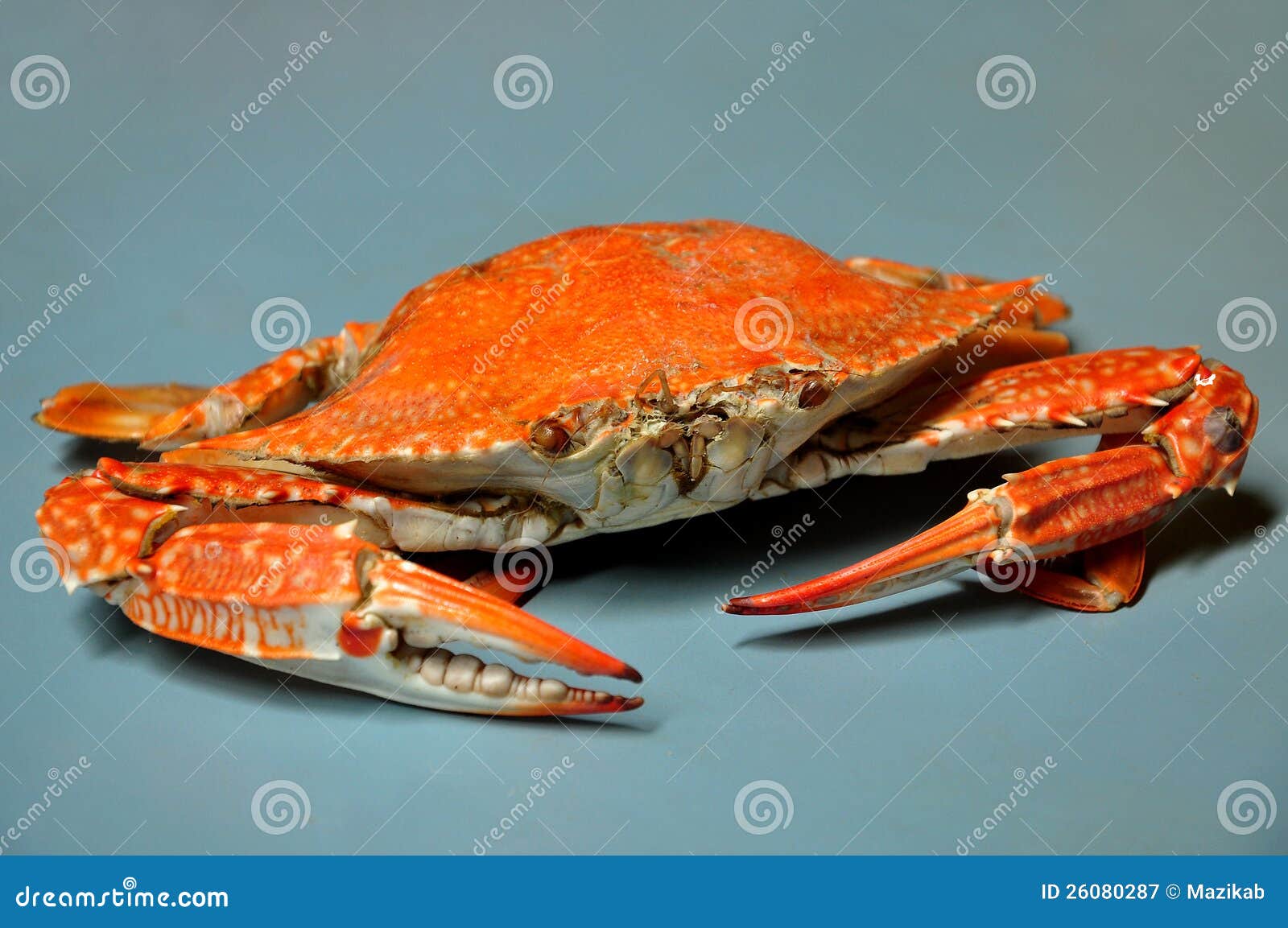 Gestoomde krab stock afbeelding. Image of dier, bereid - 26080287