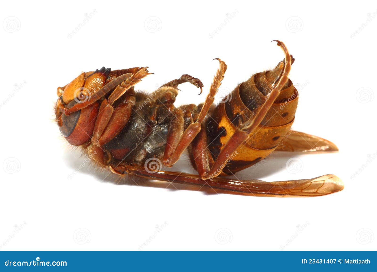 Gestorven horzel op wit stock afbeelding. Image of insect - 23431407