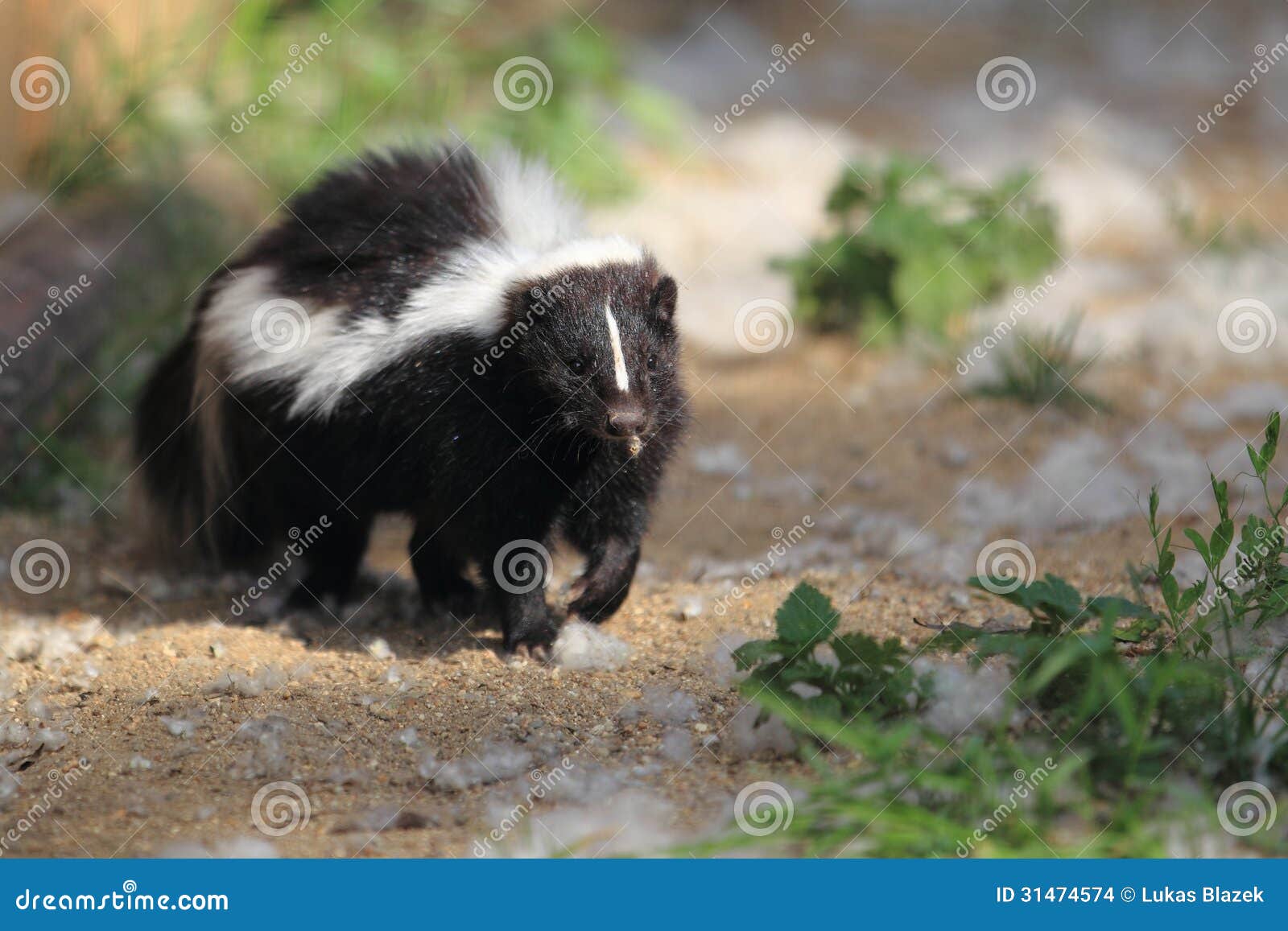 Gestreept stinkdier stock foto. Image of amerikaans, zwart - 31474574