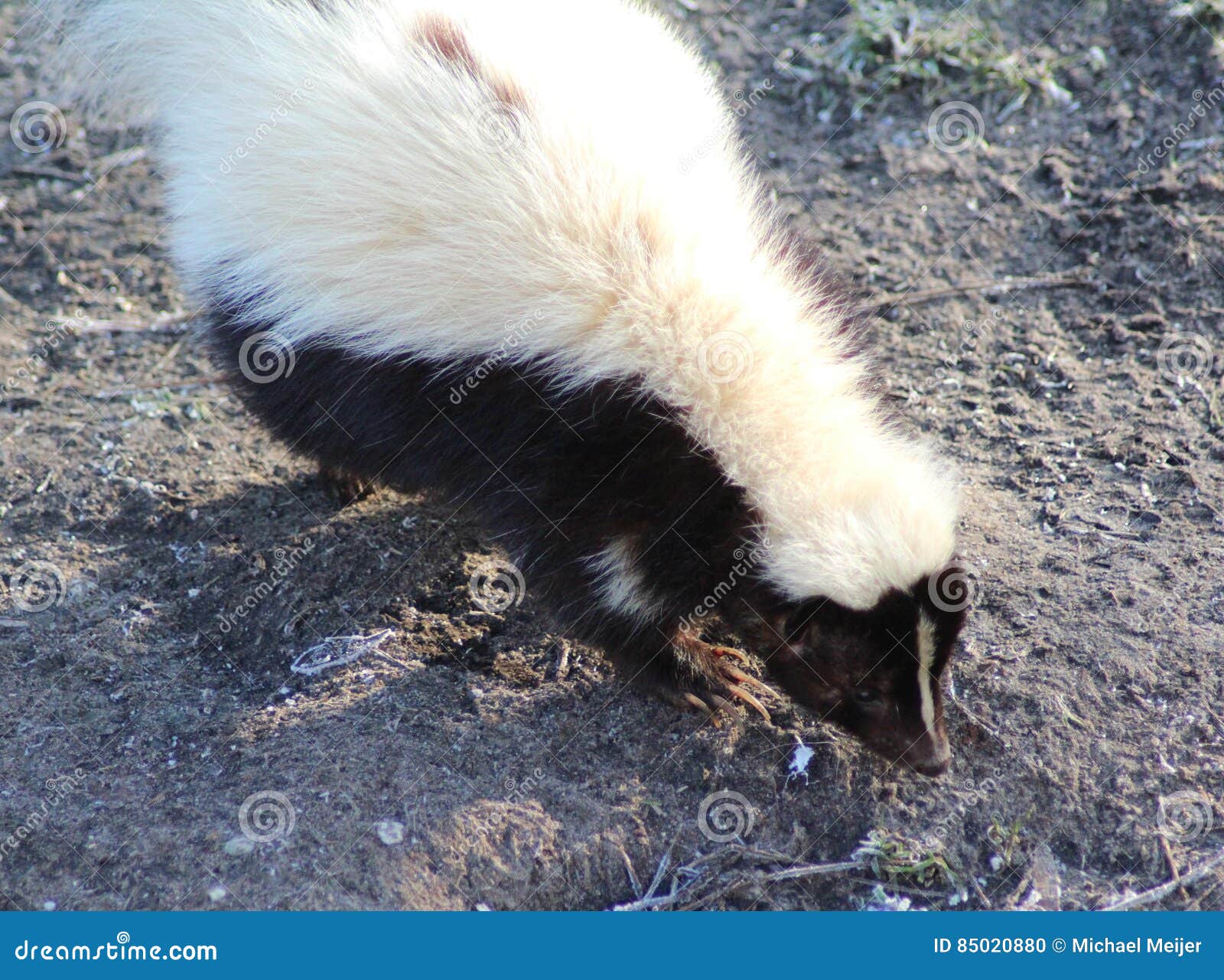 Gestreept Stinkdier stock foto. Image of zwart, dier - 85020880