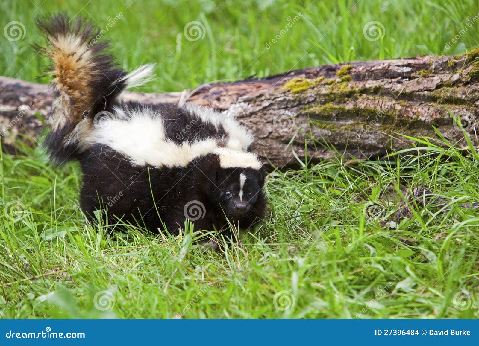 Gestreept Stinkdier in Gras Stock Foto - Image of huisdier, stinkdier ...