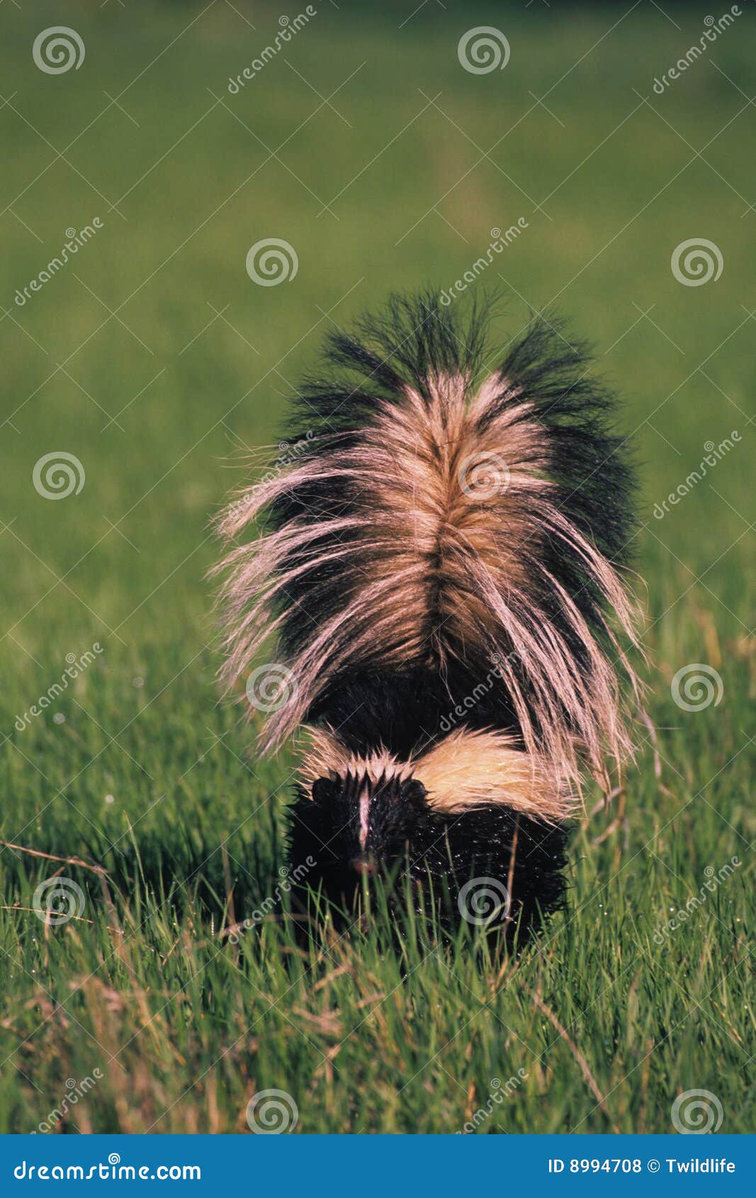 Gestreept Stinkdier in Gras Stock Foto - Image of gestreept, gras: 8994708