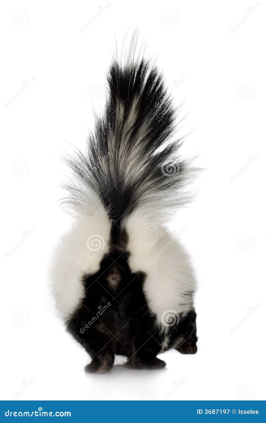 Gestreept Stinkdier - Mephitis Mephitis Stock Afbeelding - Image of ...