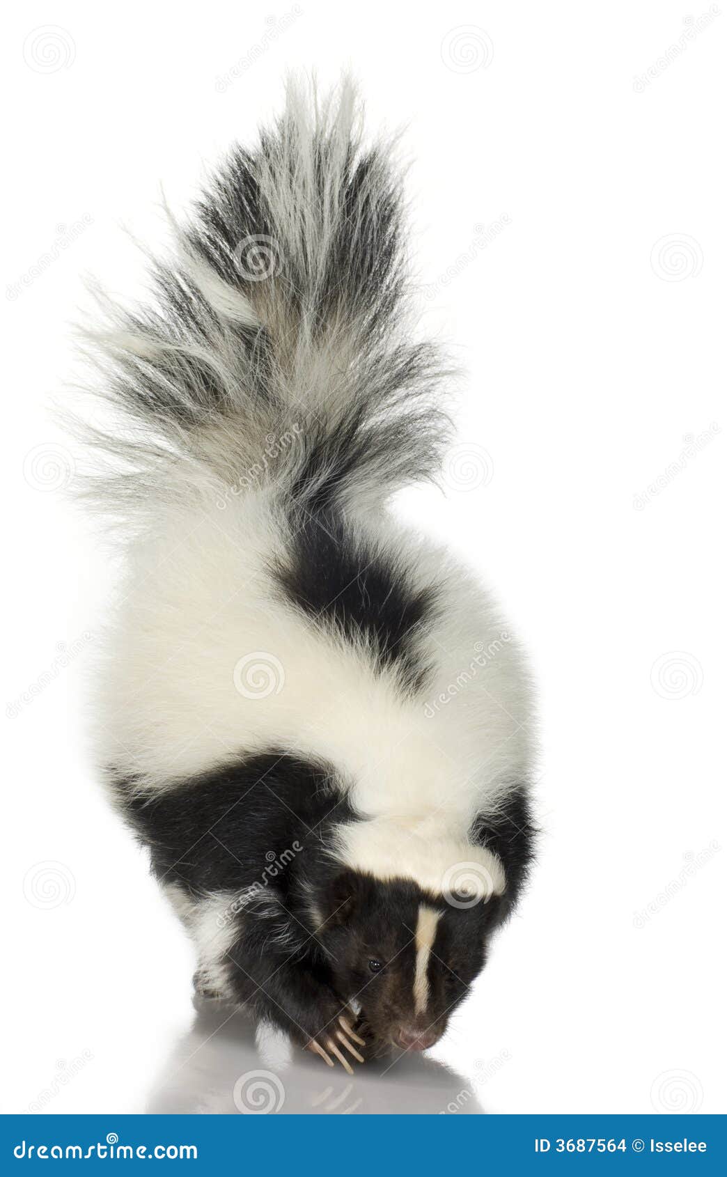 Gestreept Stinkdier - Mephitis Mephitis Stock Foto - Image of smelten ...