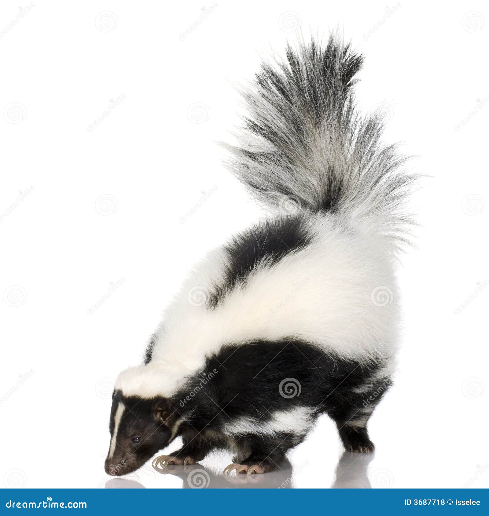 Gestreept Stinkdier - Mephitis Mephitis Stock Foto - Image of zwart ...