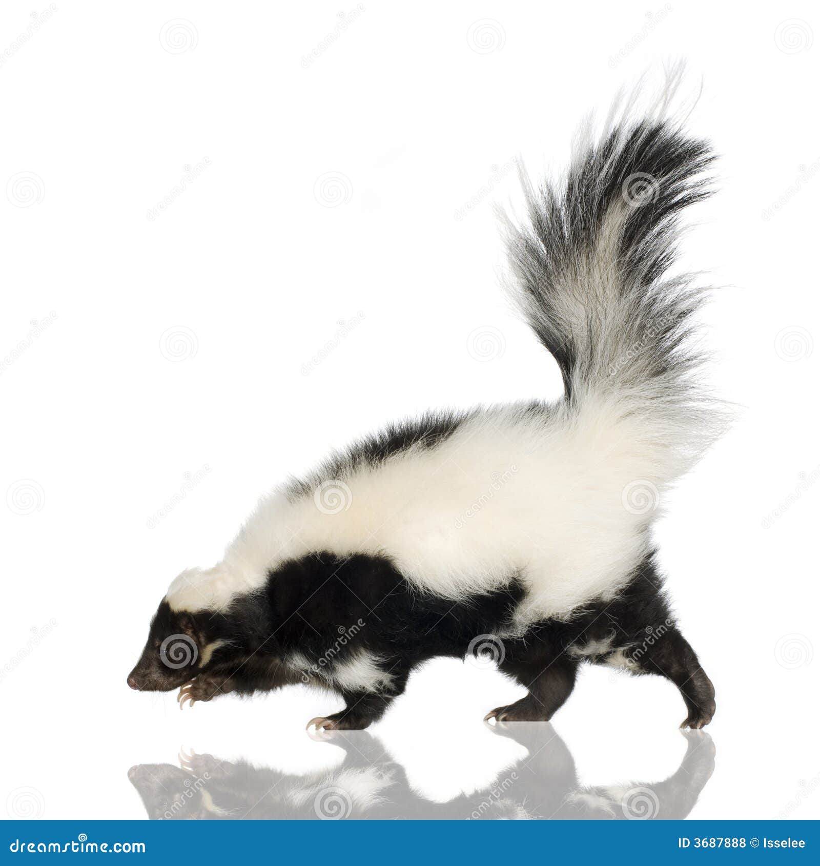 Huisdier Stinkdier Dichtbij Omhoog Stinkdier Huisdier Slaap Aan De