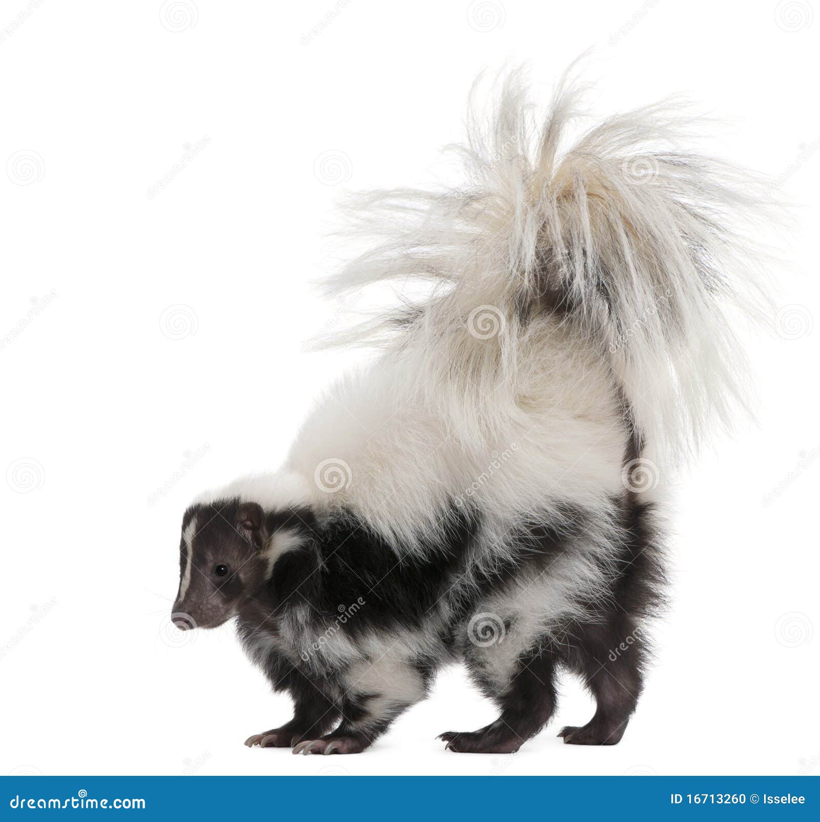 Gestreept Stinkdier, Mephitis Mephitis, 5 Jaar Oud Stock Foto - Image ...