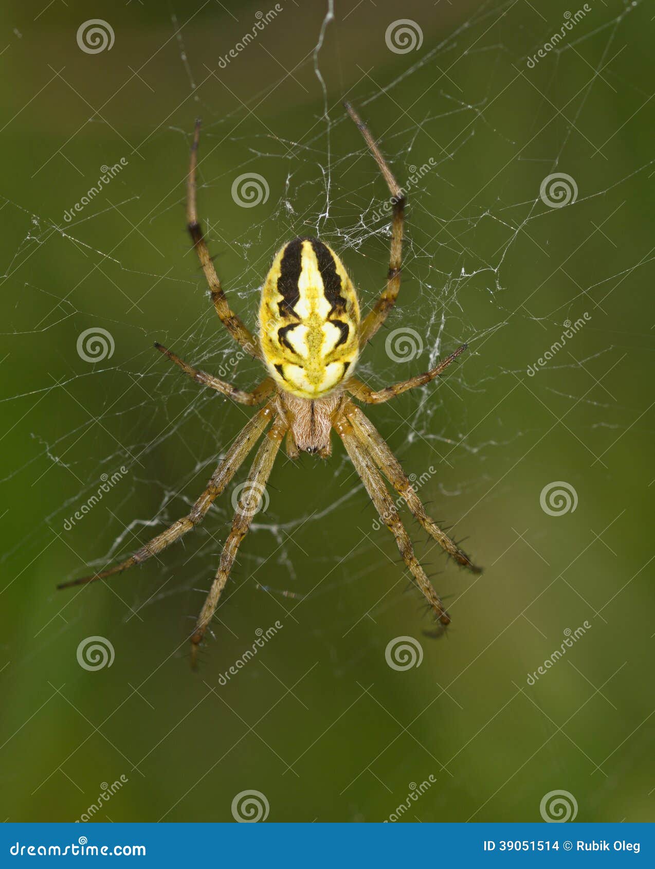 Gestreepte Gele Spin Op Een Web Stock Foto - Image of poot, gestreept ...