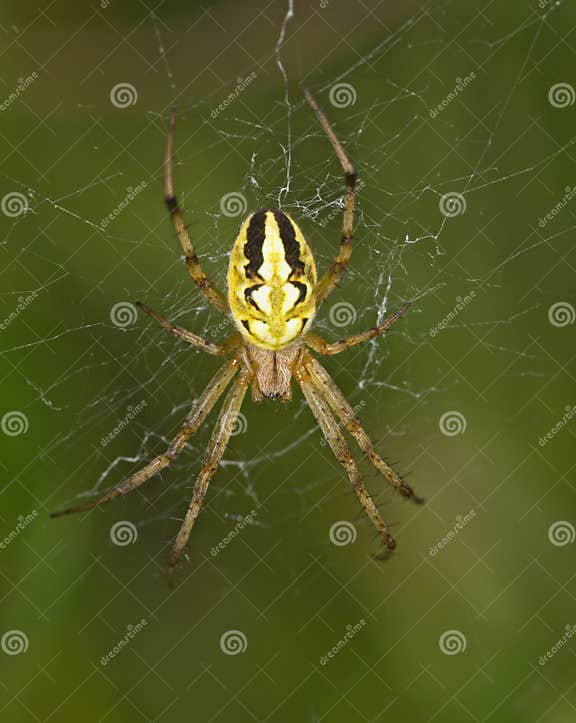 Gestreepte Gele Spin Op Een Web Stock Foto - Image of poot, gestreept ...
