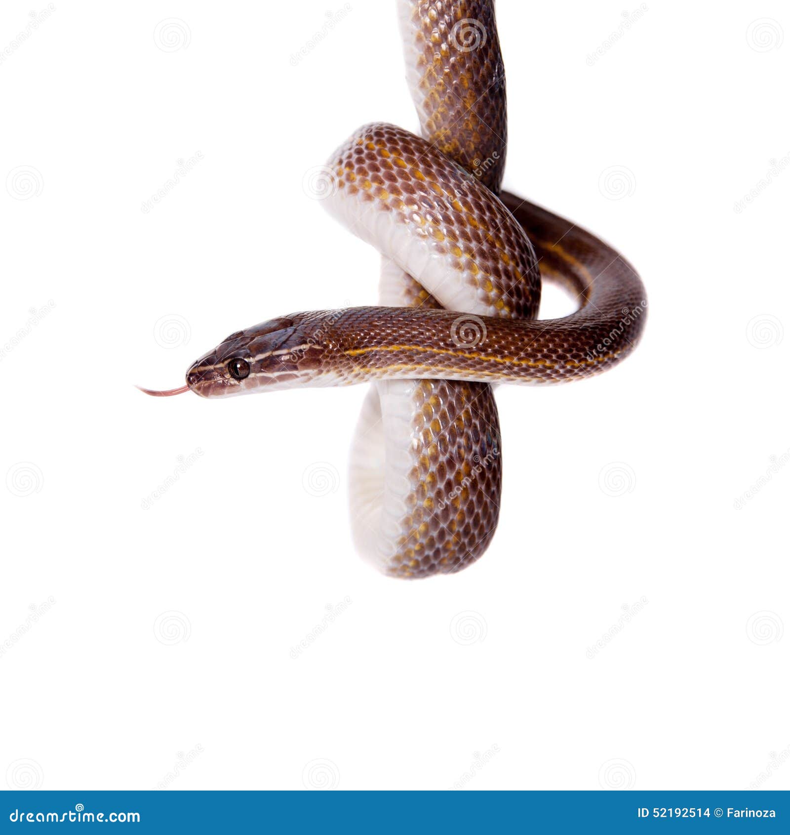 Gestreepte Huisslang Op Witte Achtergrond Stock Foto - Image of ...