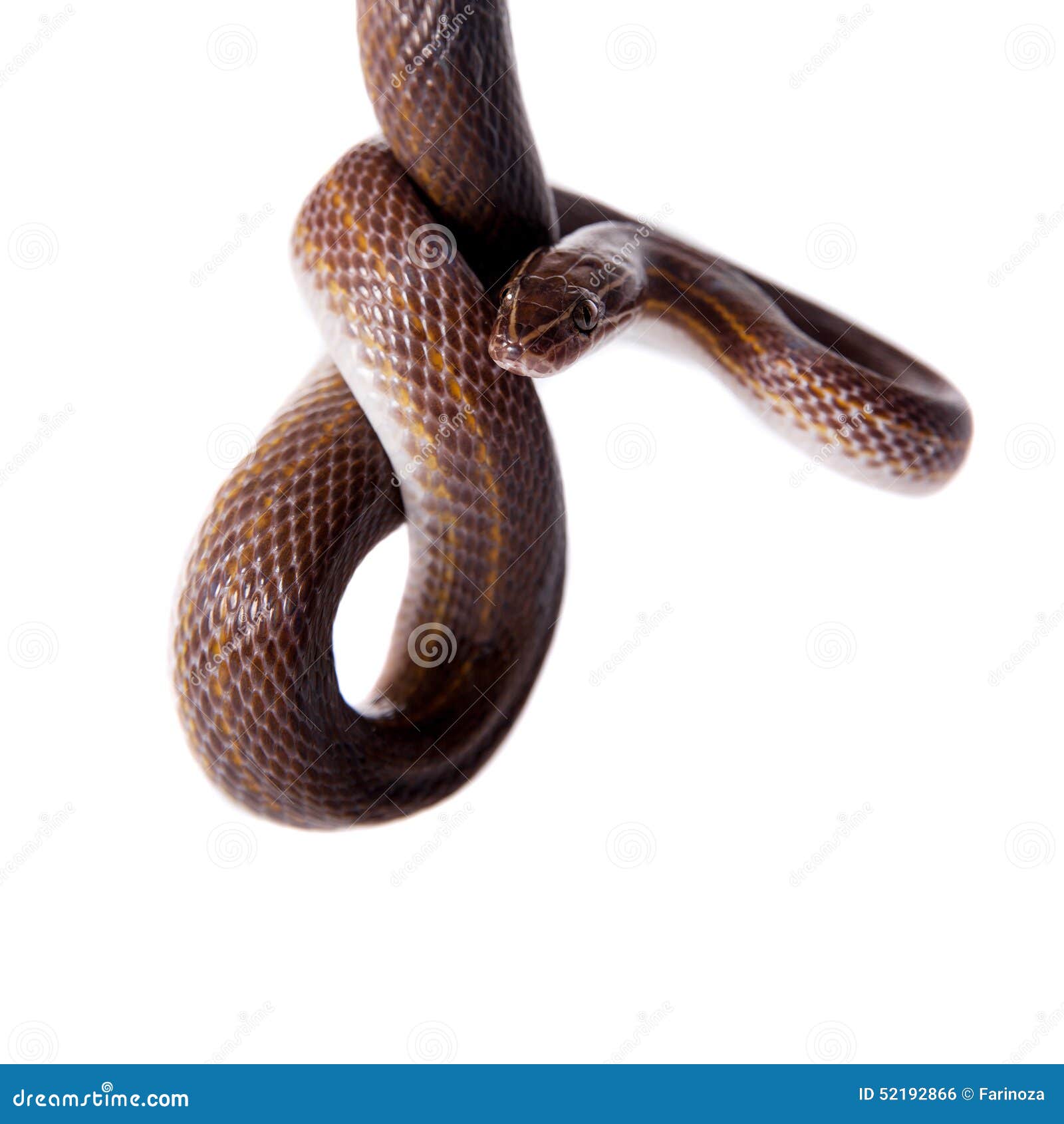 Gestreepte Huisslang Op Witte Achtergrond Stock Foto - Image of ...