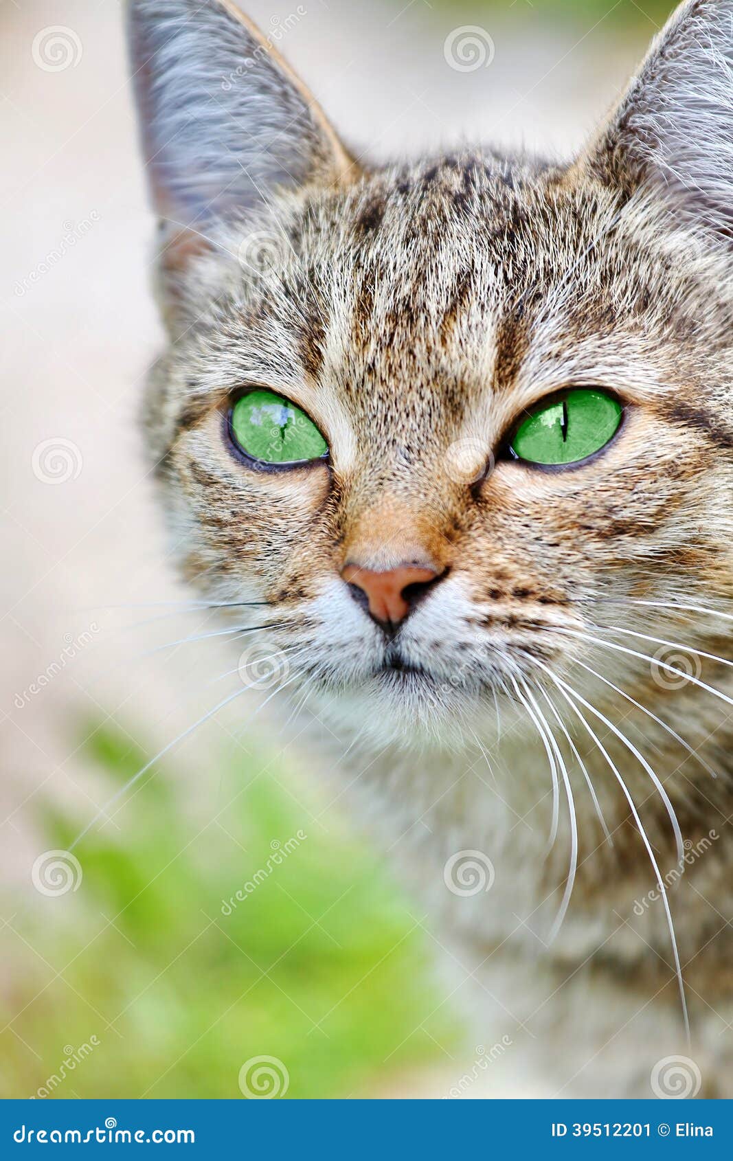 Gestreepte Kat Met Groene Ogen Stock Afbeelding - Image of gezicht ...