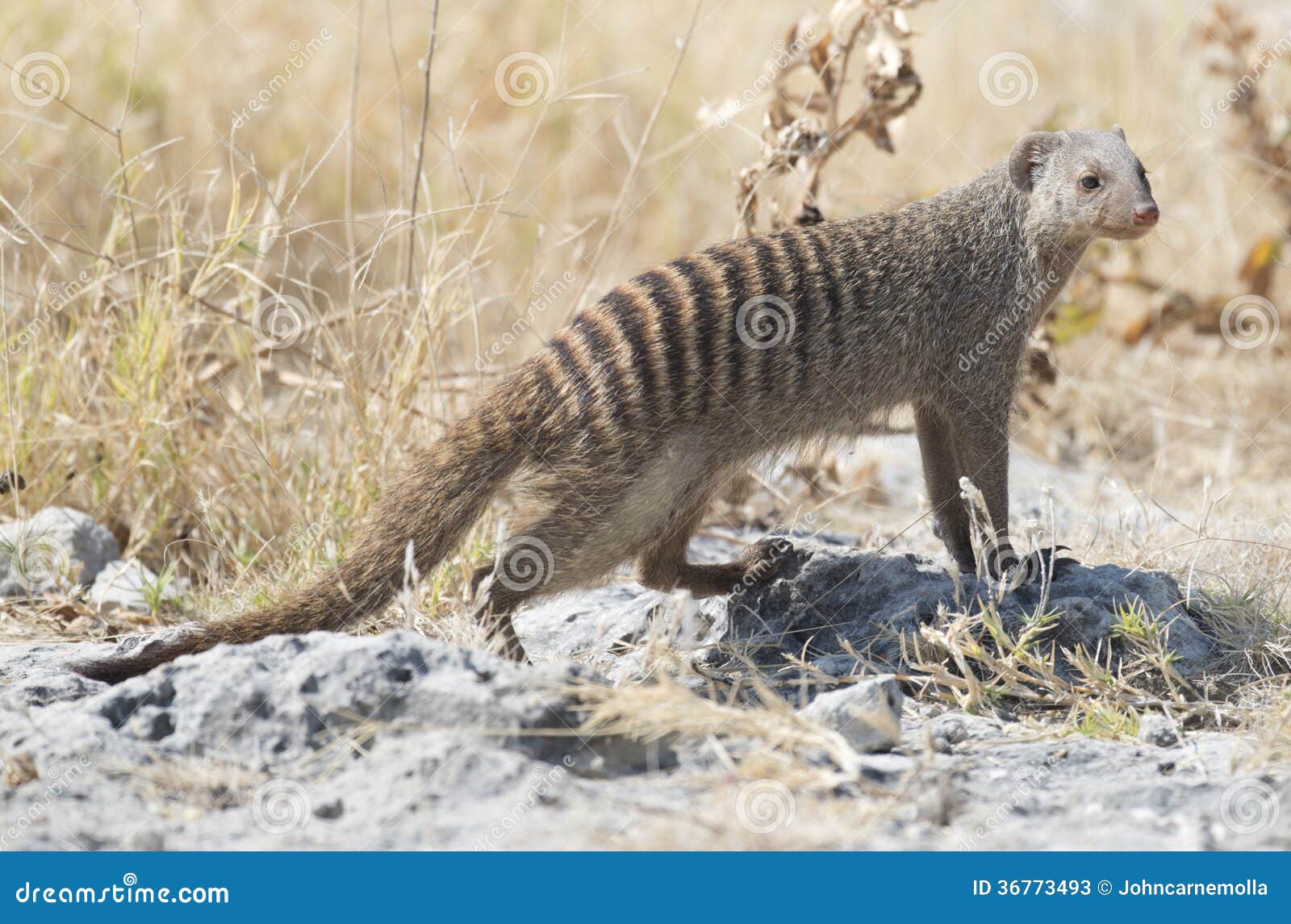 Gestreepte mongoes. stock afbeelding. Image of nave, park - 36773493