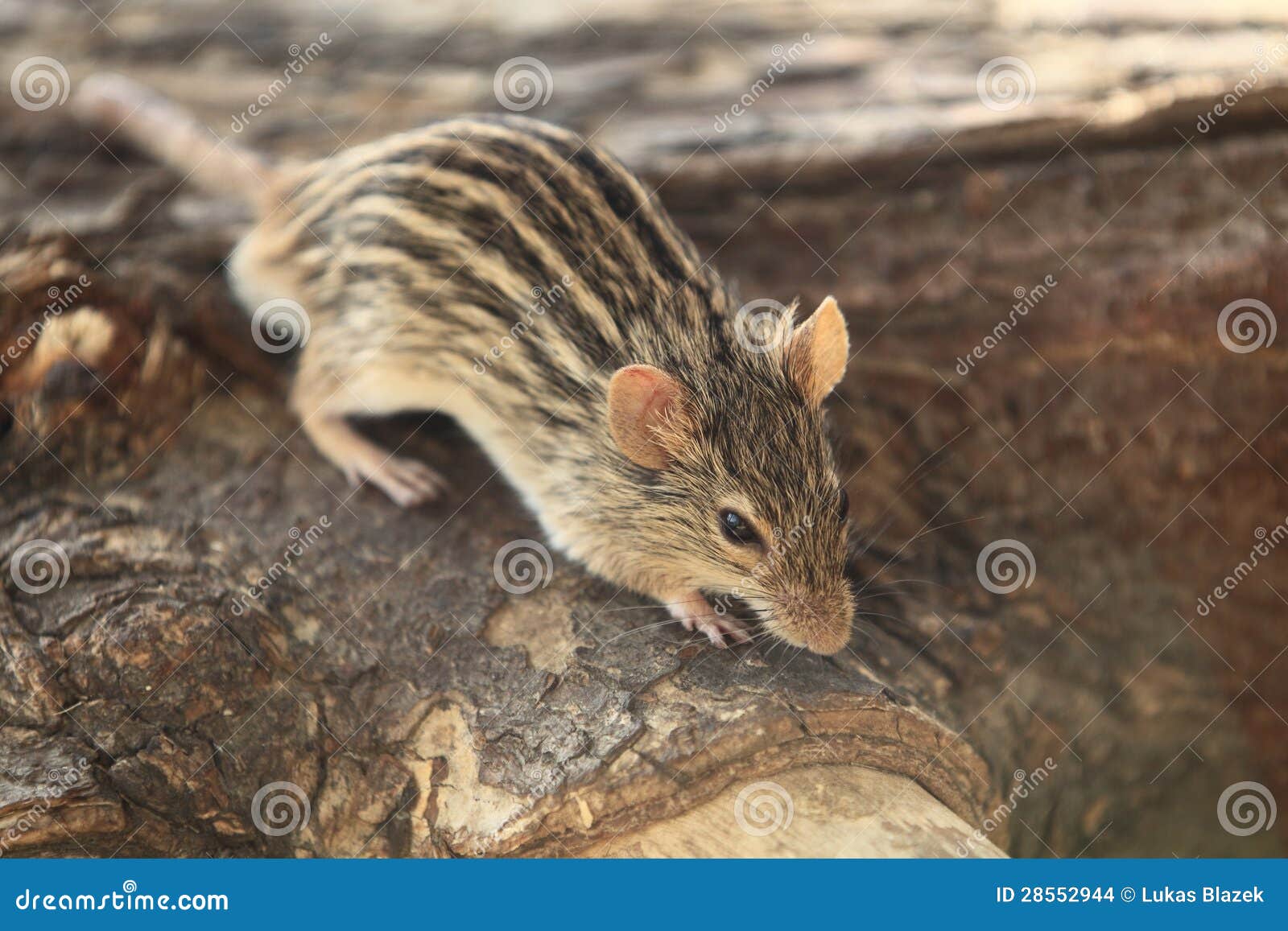 Gestreepte muis stock foto. Image of nave, gestreept - 28552944