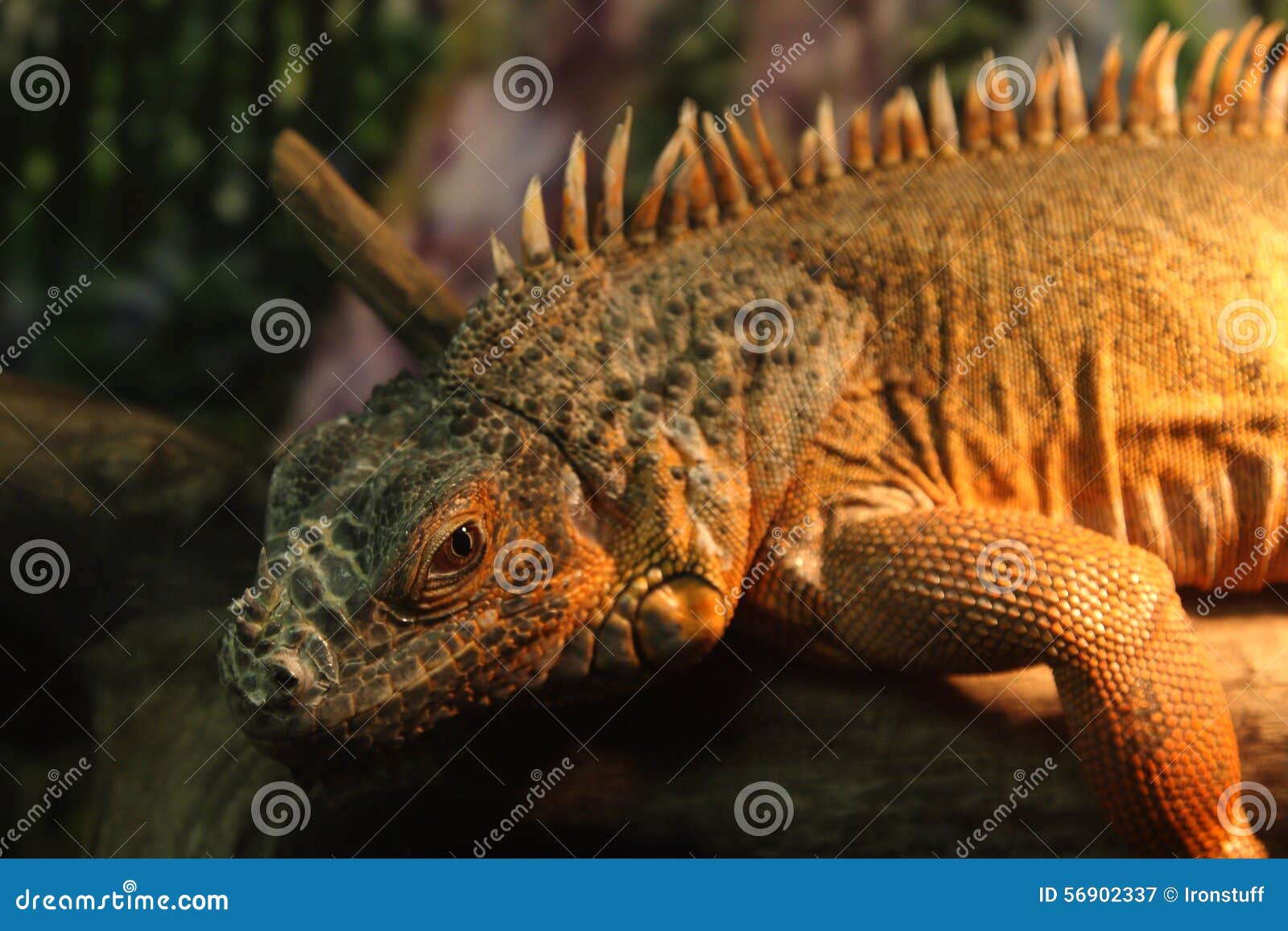 Gestreepte Oranje Hagedis in De Dierentuin Van Moskou Stock Afbeelding ...