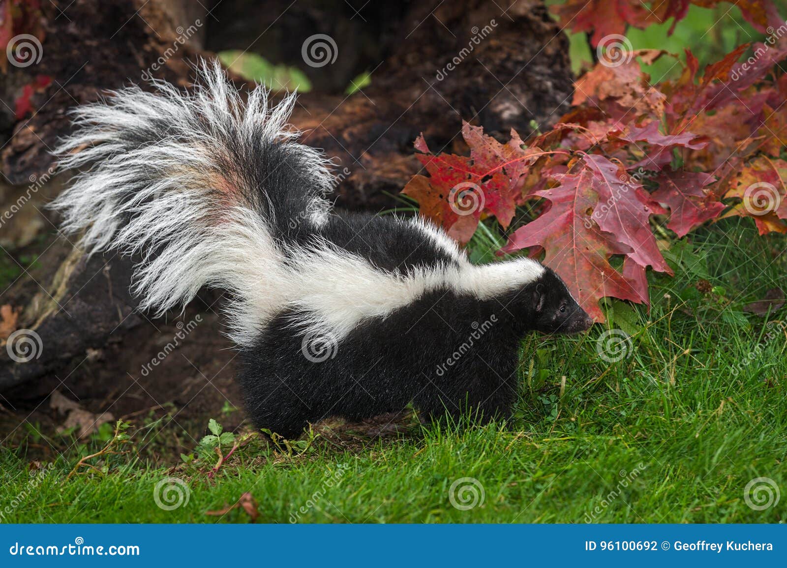 Gestreepte Stinkdier & X28; Mephitis Mephitis& X29; Verlaten Gangen ...