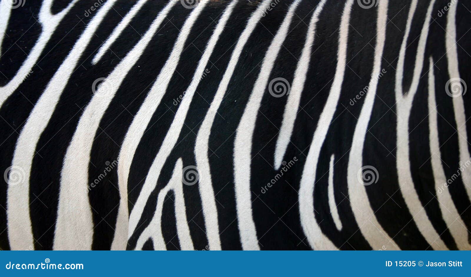 Gestreepte Strepen stock afbeelding. Image of patroon, dieren - 15205