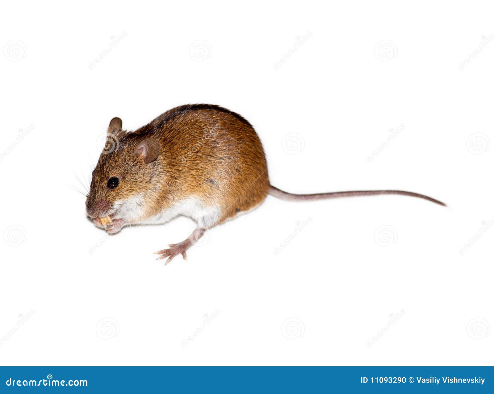 Gestreepte Veldmuis (agrarius Apodemus). Stock Foto - Image of zaden ...