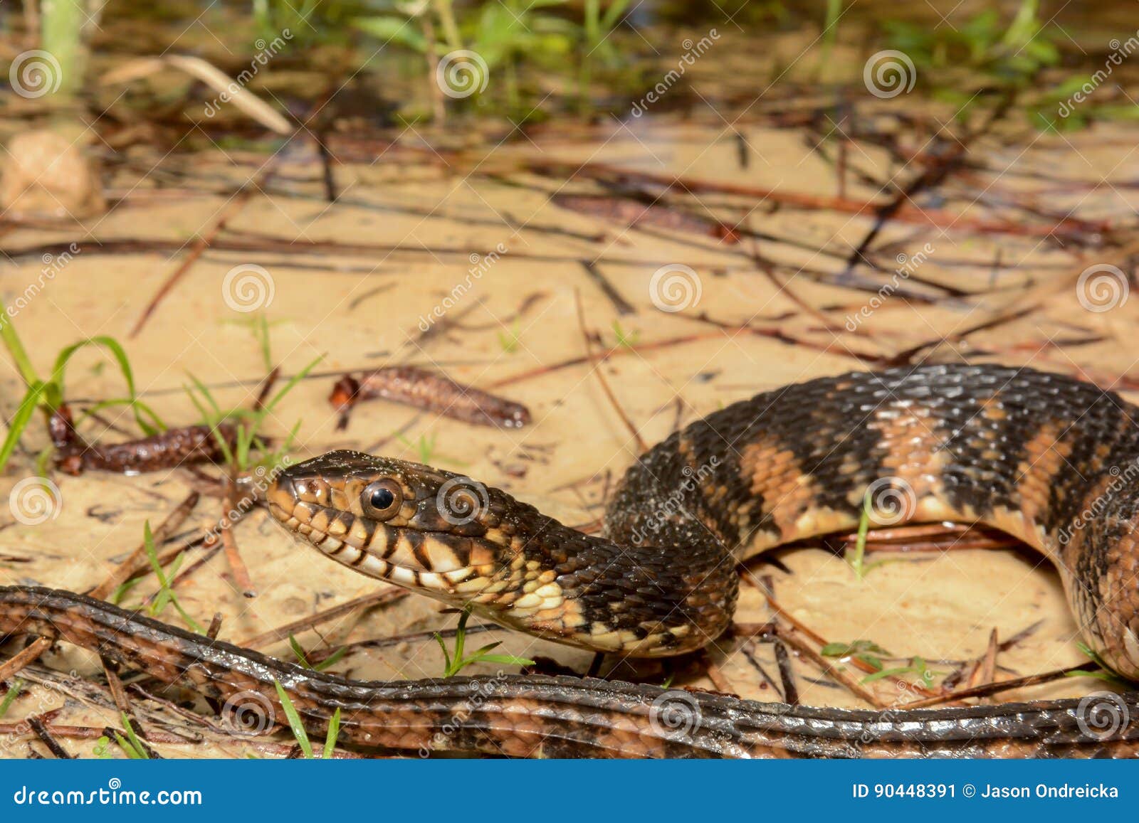 Gestreepte Waterslang stock afbeelding. Image of gemeenschappelijk ...