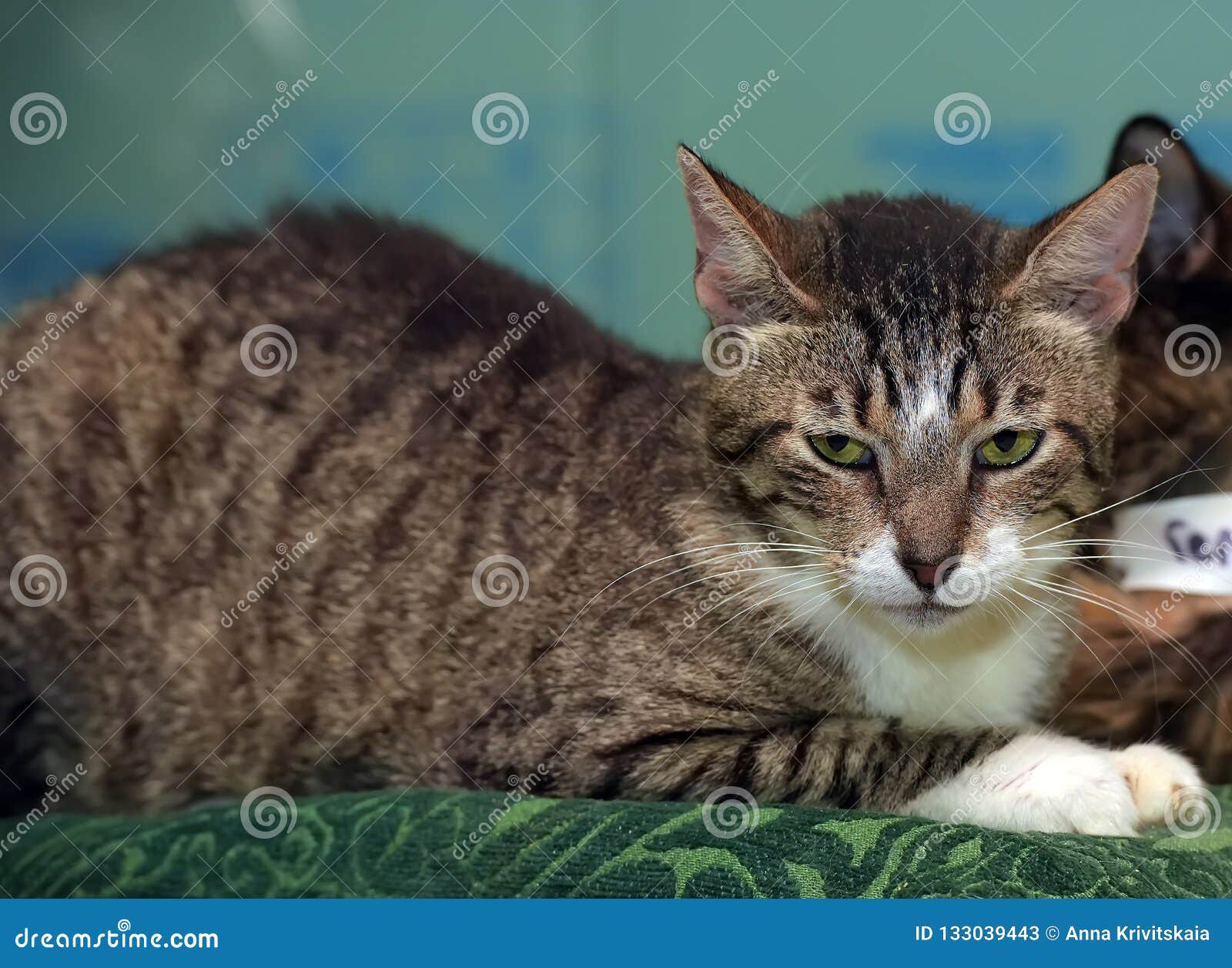 Gestreepte Witte Kat Met Groene Ogen Stock Afbeelding - Image of ...