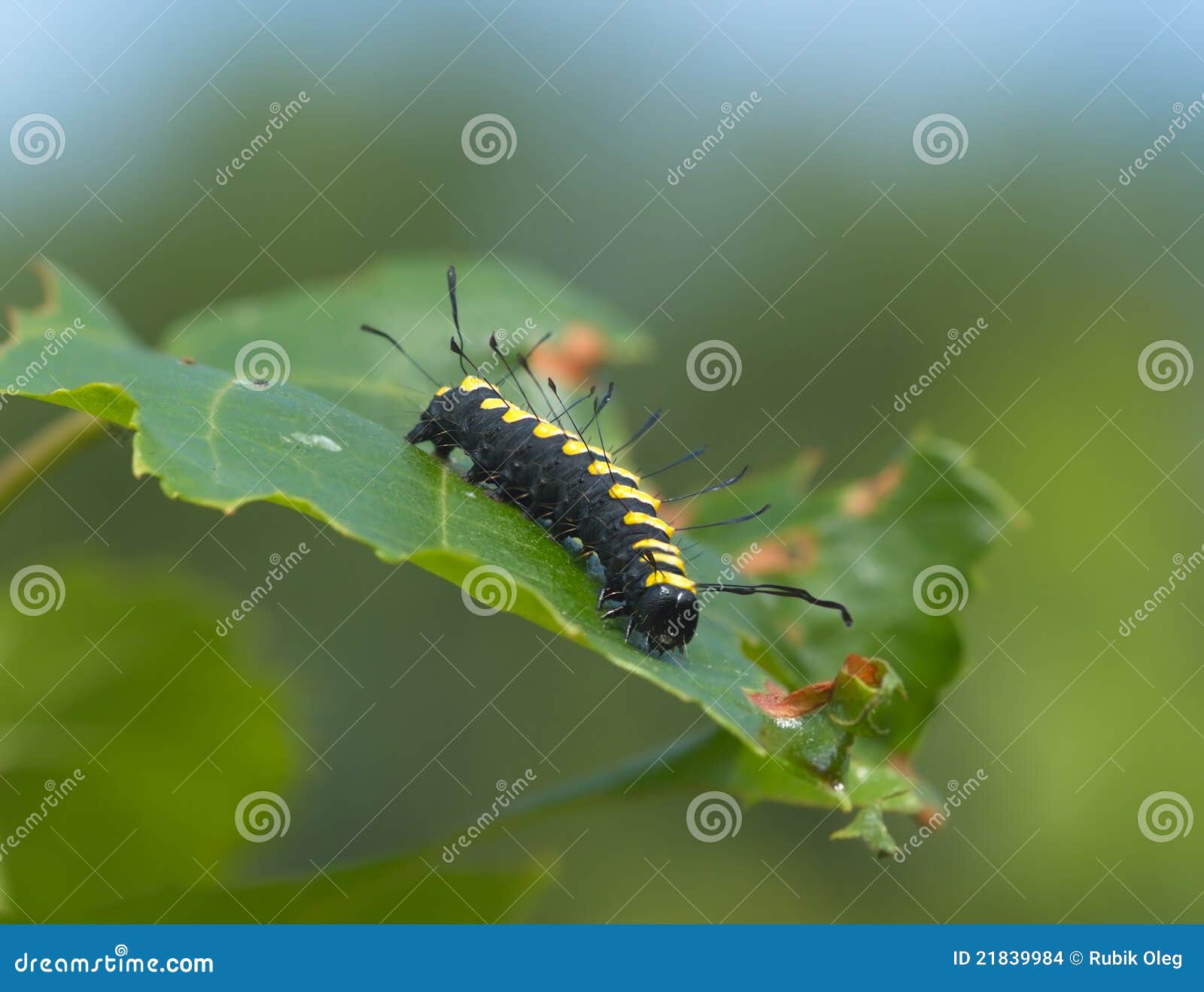 Gestreepte Zwart-gele Rupsband Stock Foto - Image of lichaam, vlinder ...