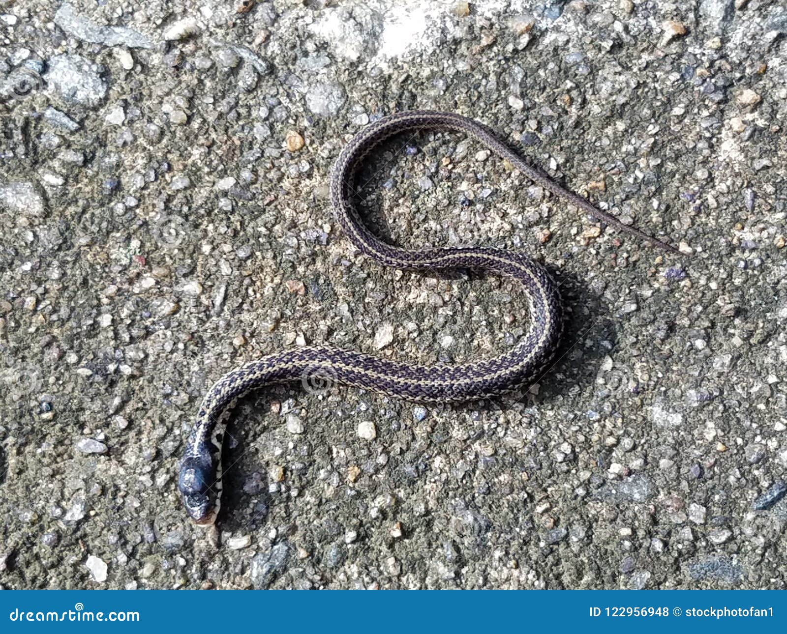 Gestreepte Zwarte Slang Op Grijs Cement Stock Foto - Image of dier ...