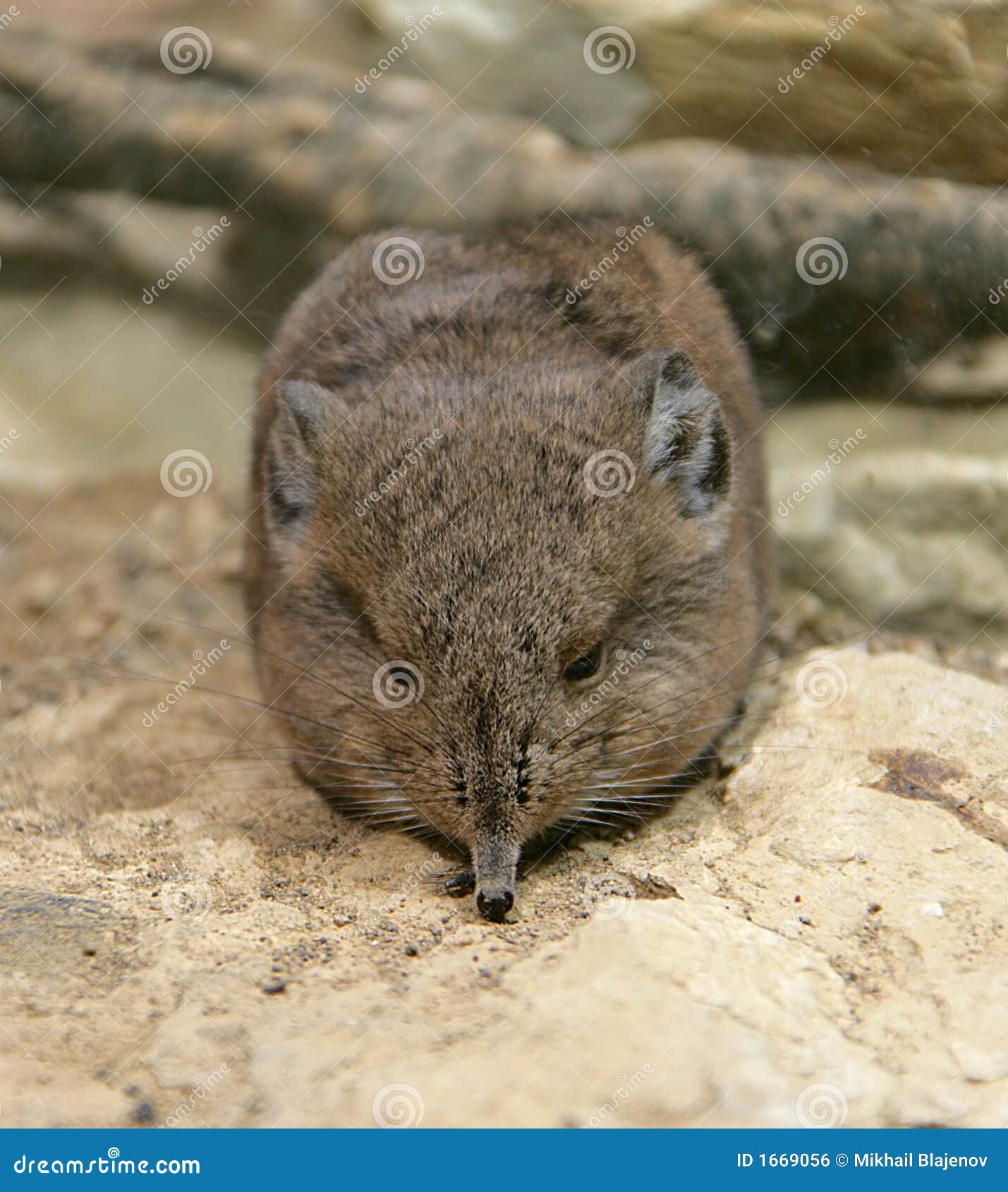 Gestreifte Gras-Maus 1 stockfoto. Bild von spitzmaus, savanne - 1669056