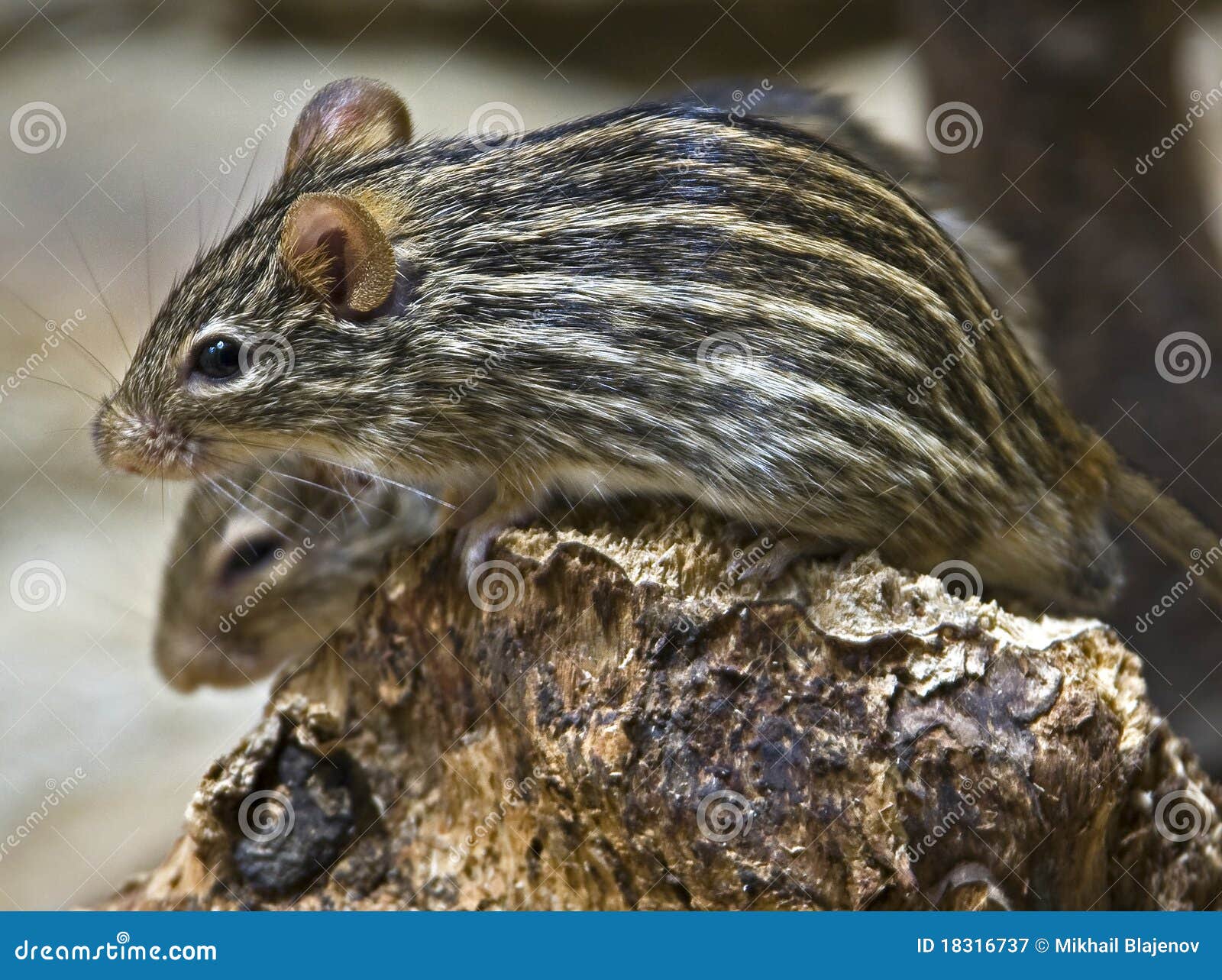 Gestreifte Grasmaus 1 stockbild. Bild von wildnis, tier - 18316737