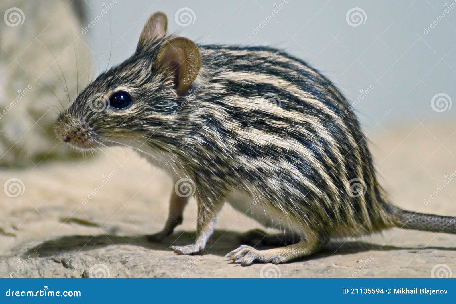 Gestreifte Grasmaus 2 stockfoto. Bild von afrika, bevölkerung - 21135594