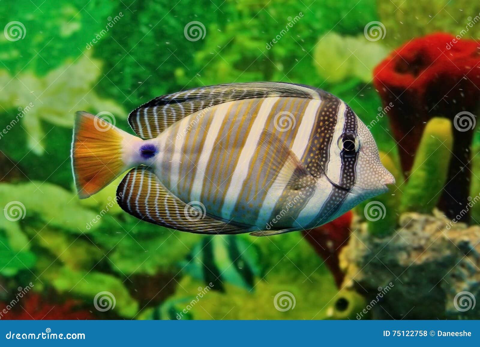 Gestreifter Meeresfisch stockfoto. Bild von farbe, meer - 75122758