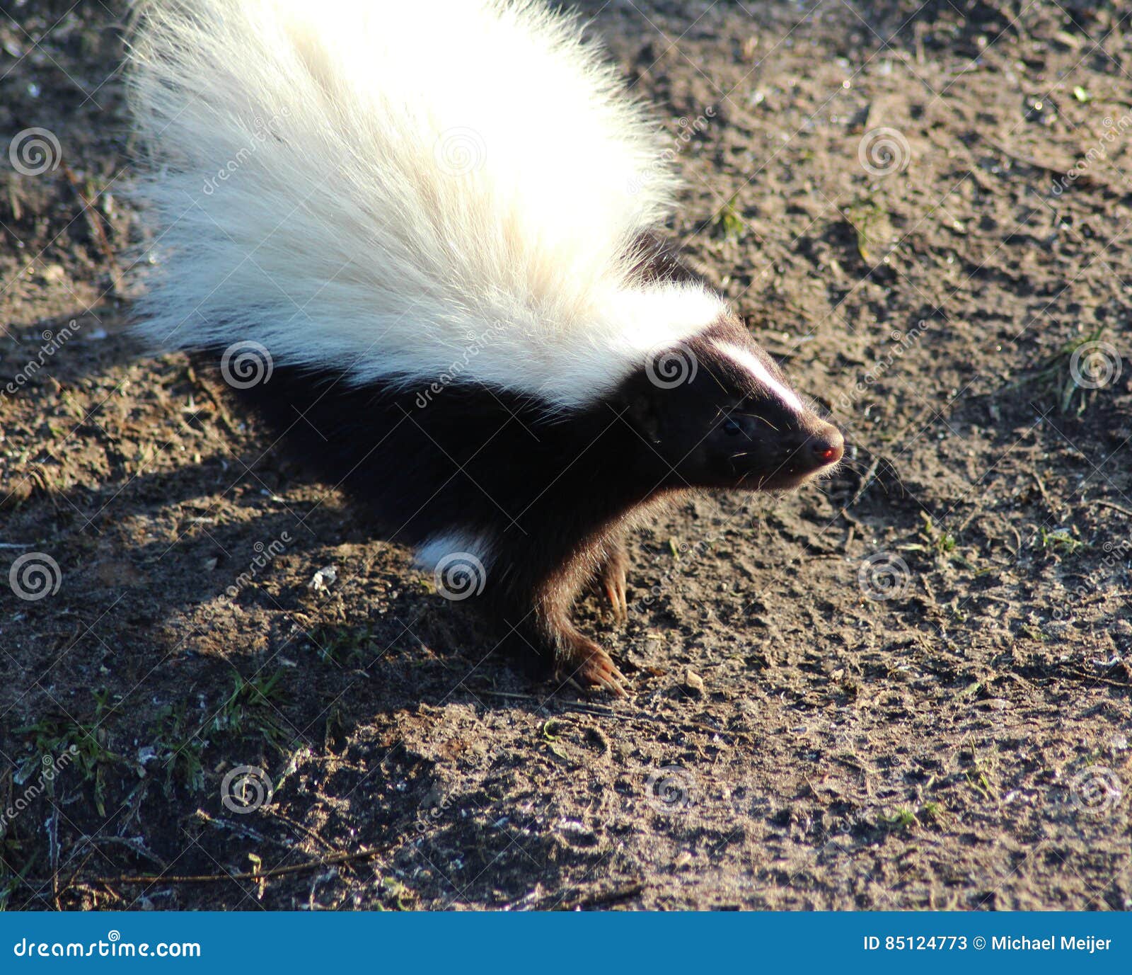 Gestreiftes Stinktier stockbild. Bild von gras, gestreift - 85124773