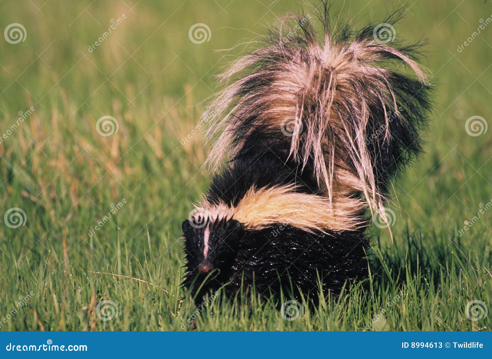 Gestreiftes Stinktier stockbild. Bild von tier, wildnis - 8994613
