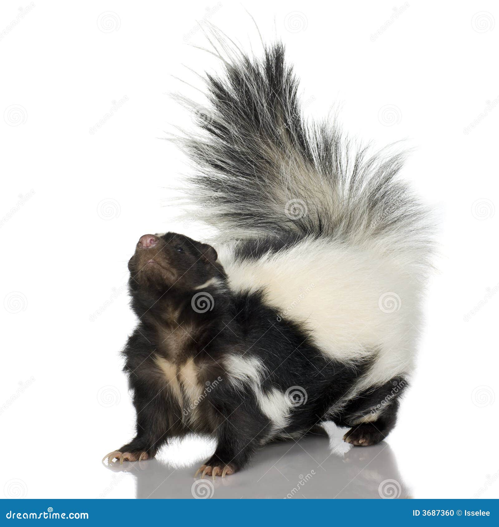 Gestreiftes Stinktier - Mephitis Mephitis Stockfoto - Bild von ...