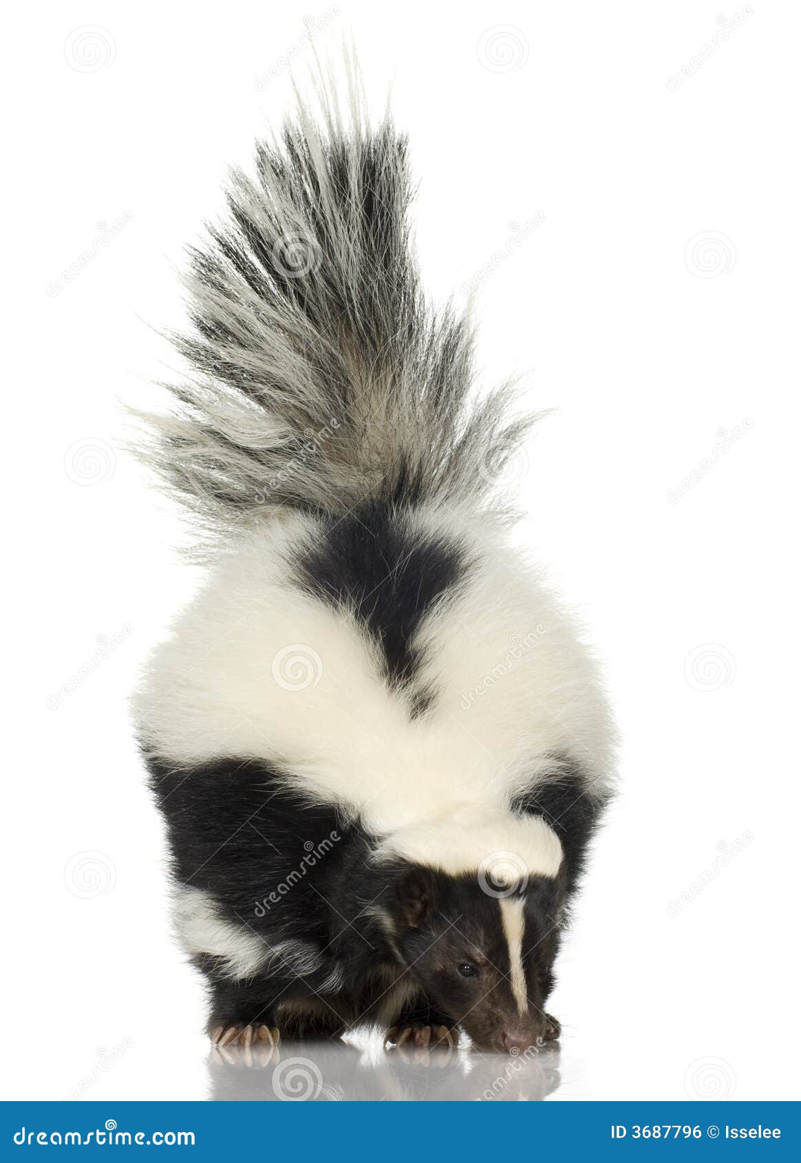 Gestreiftes Stinktier - Mephitis Mephitis Stockfoto - Bild von wildnis ...