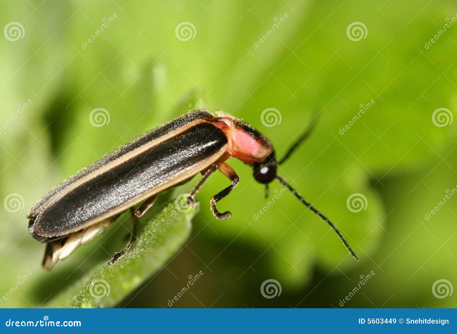 Gestript insect stock afbeelding. Image of kruipen, wild - 5603449