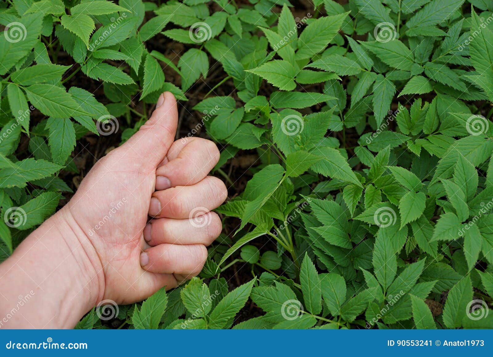 Gesture of Approval on the Background of Green Grass Stock Image ...