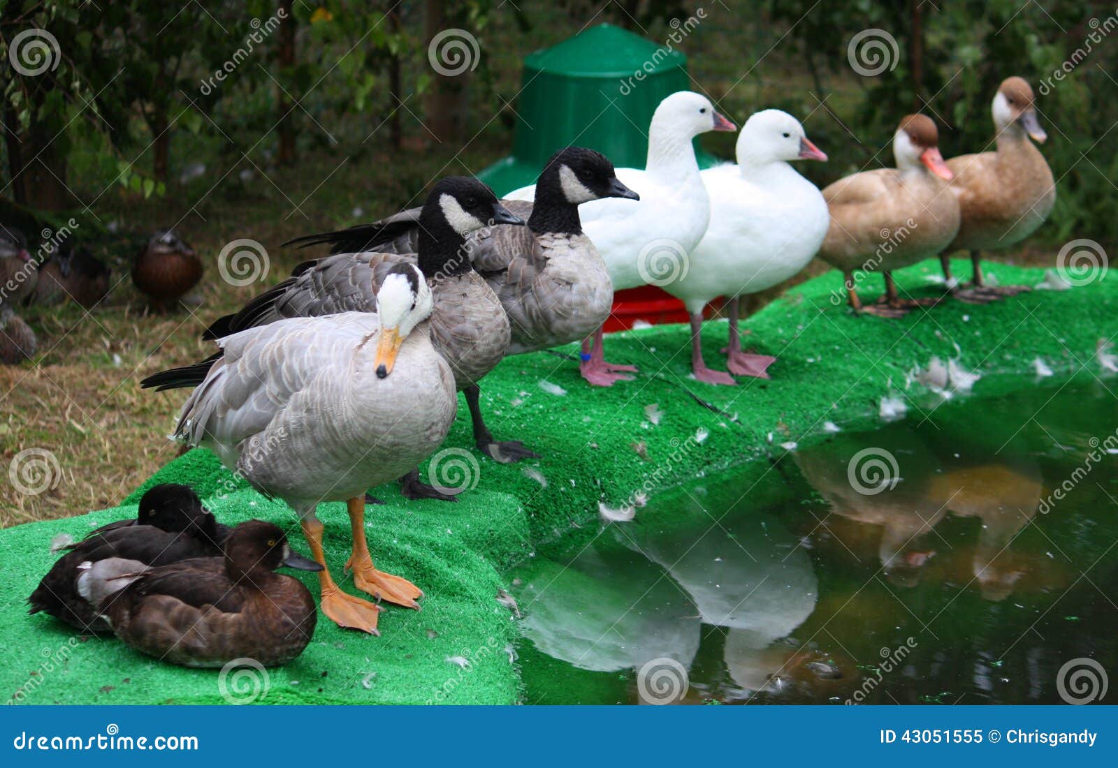 Get All of Your Ducks in a Row Stock Image - Image of natural, ducks ...