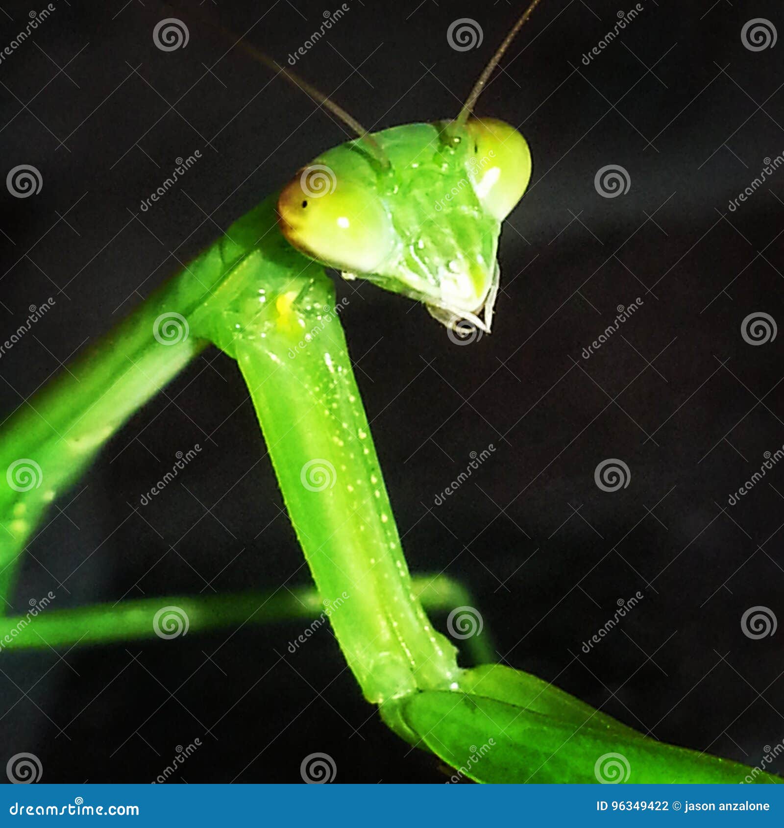 Praying Mantis stock photo. Image of pray, time, mantis - 96349422