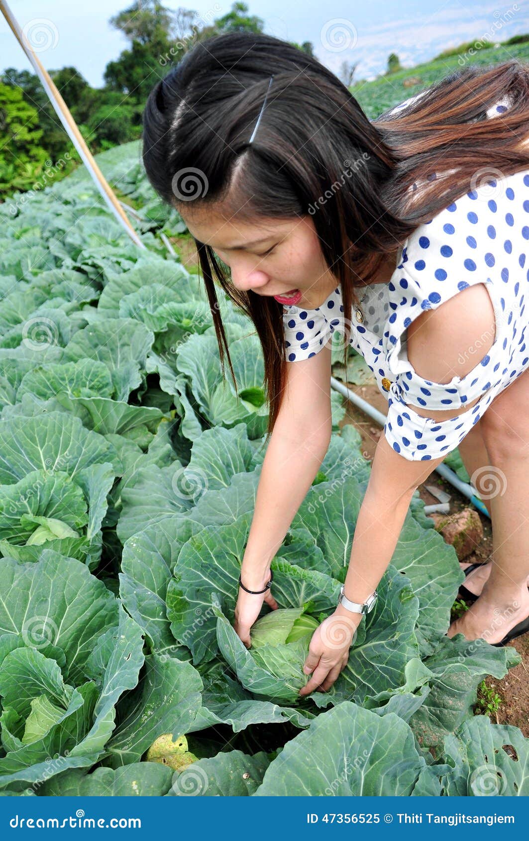 Get cabbage stock image. Image of lunch, life, food, farm - 47356525