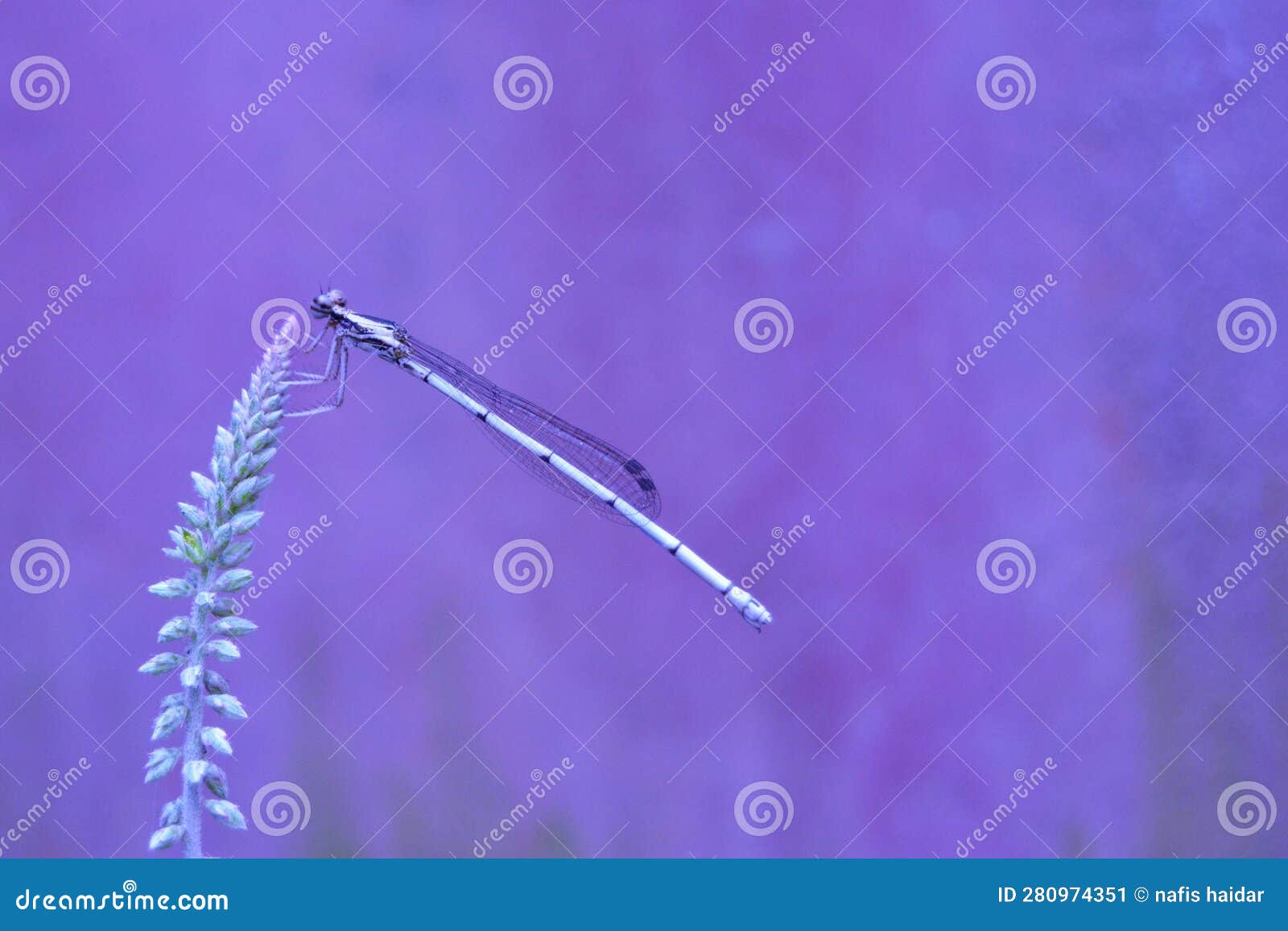 Weird but Beautiful Dragonfly Stock Image - Image of purple, branch ...