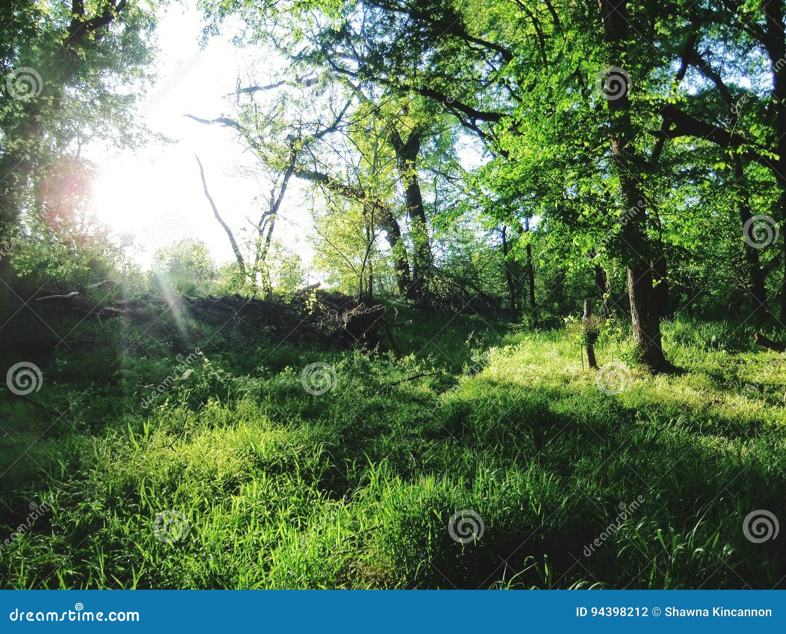 Get lost in nature stock photo. Image of lake, nature - 94398212