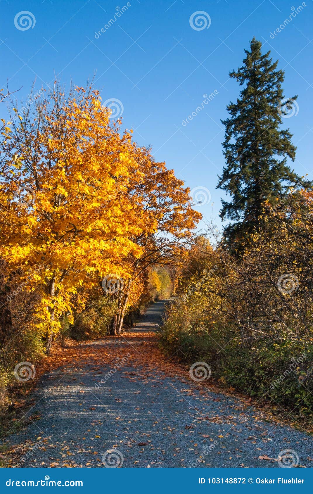 Get out doors stock photo. Image of vancouver, beautiful - 103148872