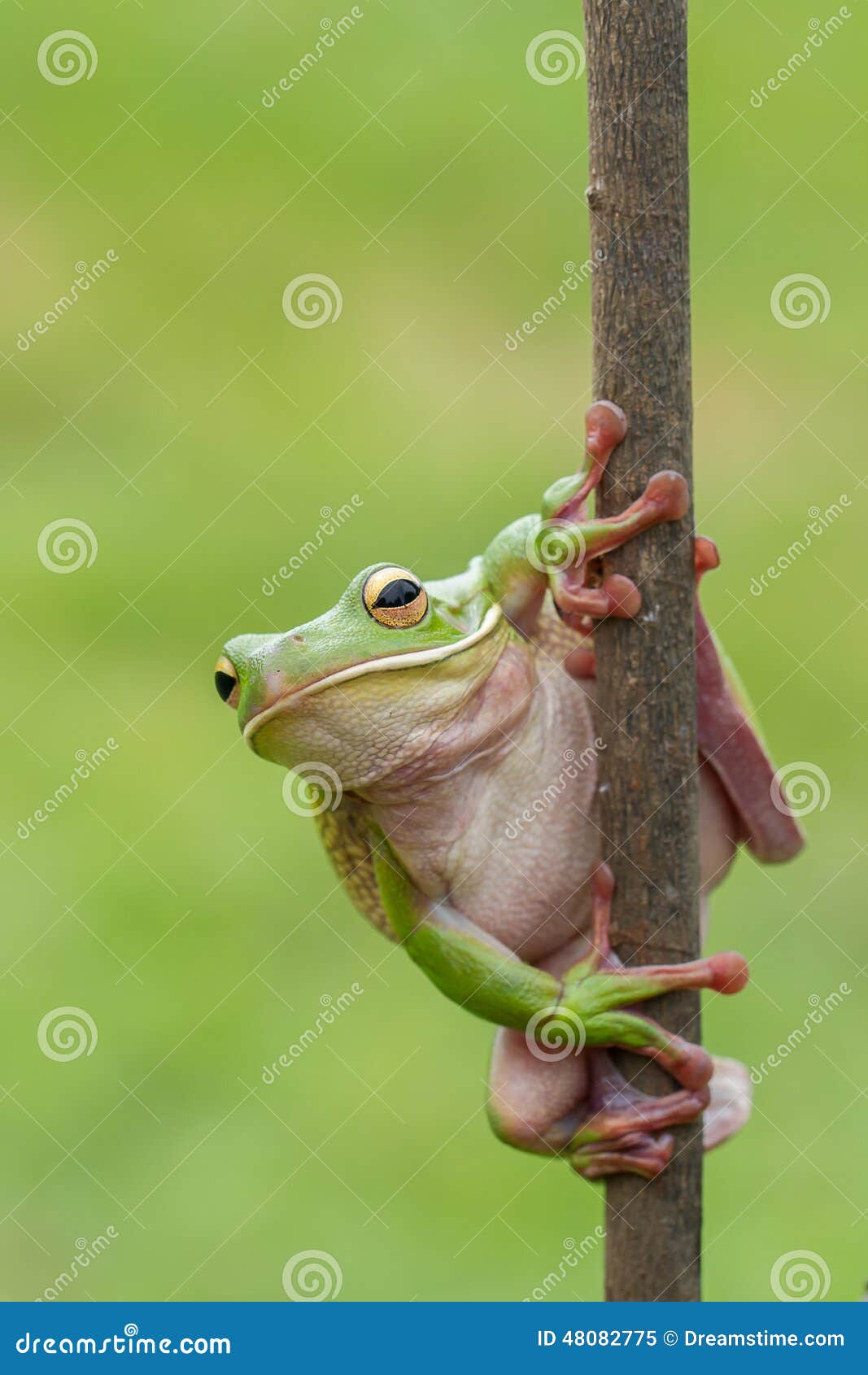 Get Ready stock image. Image of wildlife, macro, branch - 48082775