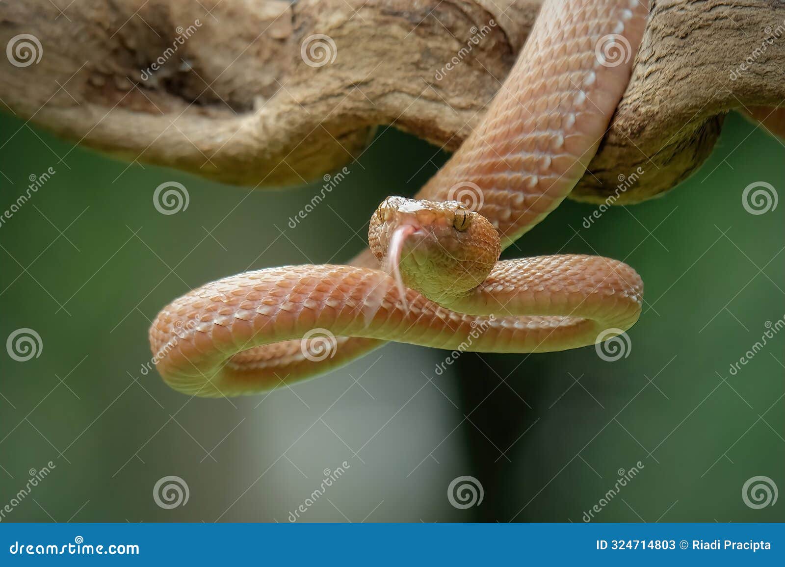 Get Ready, Pink Viper, Mangrove Viper Stock Image - Image of forest ...
